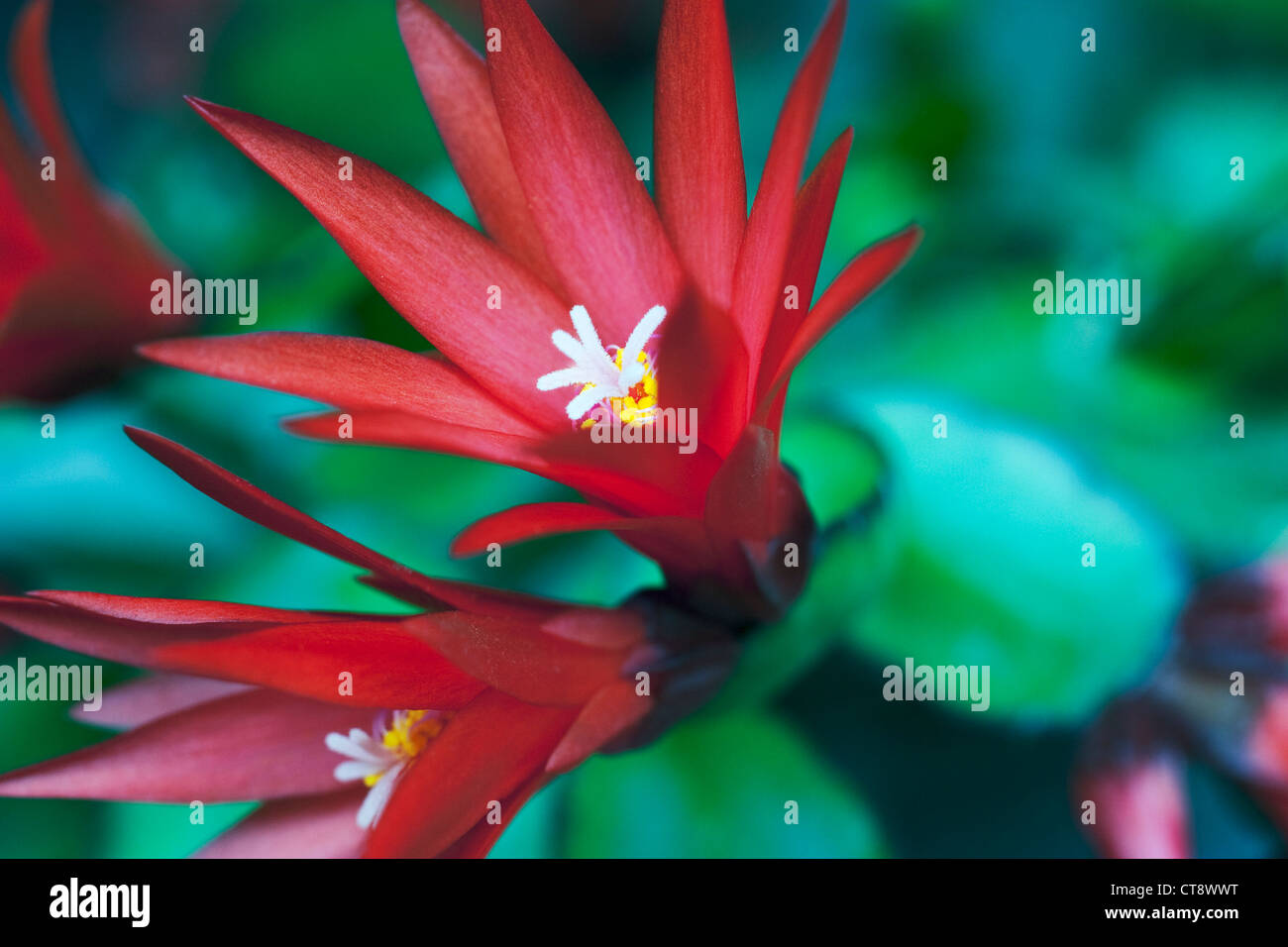 Gaertneri hi-res stock photography and images - Alamy