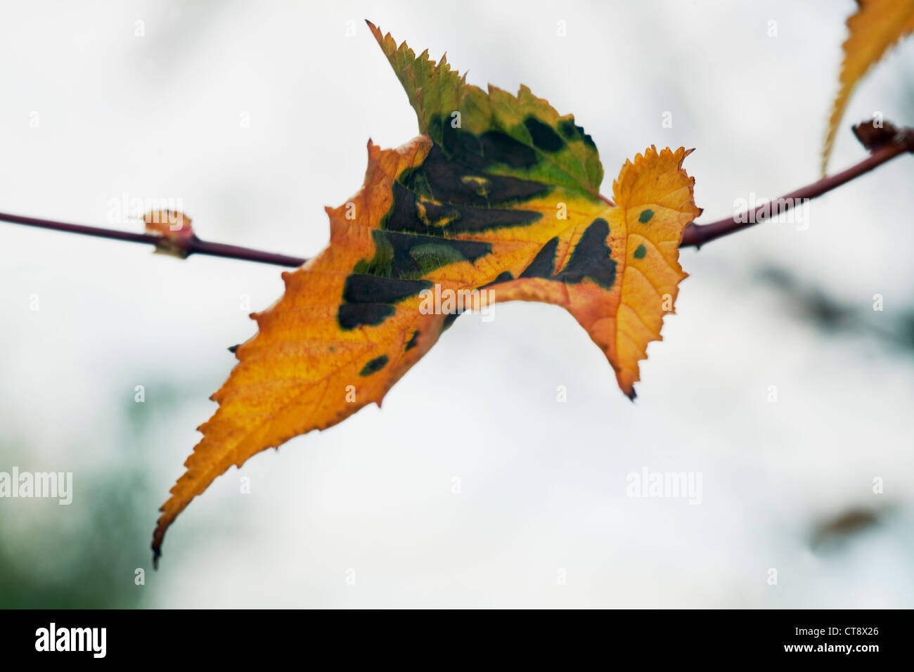 Variegated maple leaf hi-res stock photography and images - Alamy