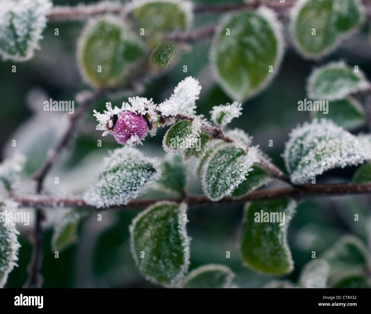 Persistent leaf hi-res stock photography and images - Alamy