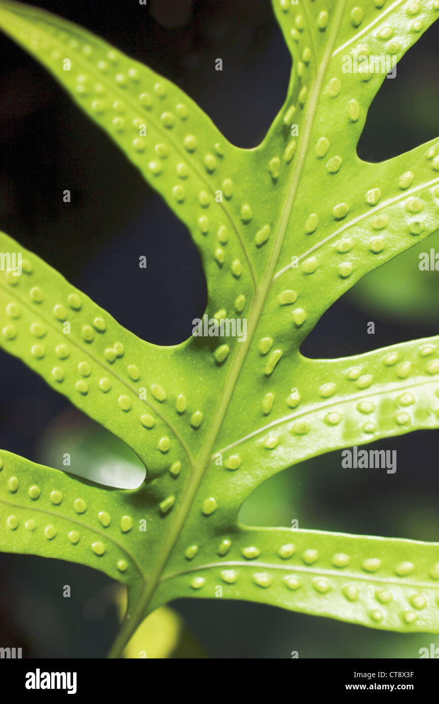 Single fern front hi-res stock photography and images - Alamy