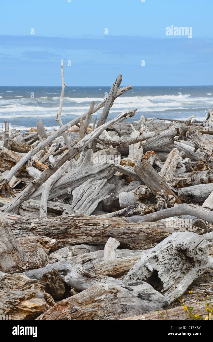 Driftwood in the ocean hi-res stock photography and images - Alamy