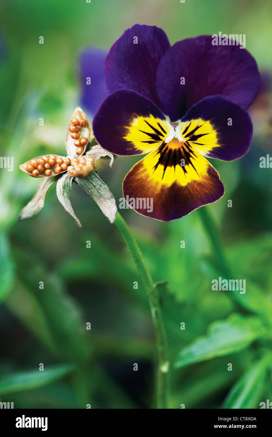 Viola plant seed hi-res stock photography and images - Alamy