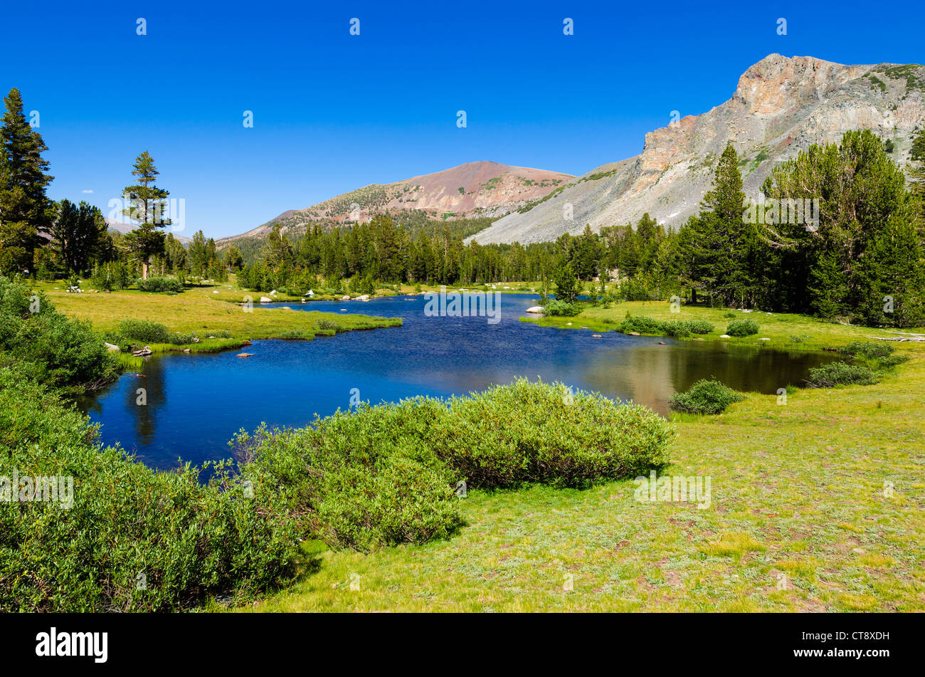 Alpine tarn in Dana Meadows under Mount Dana,Tuolumne Meadows, Yosemite ...