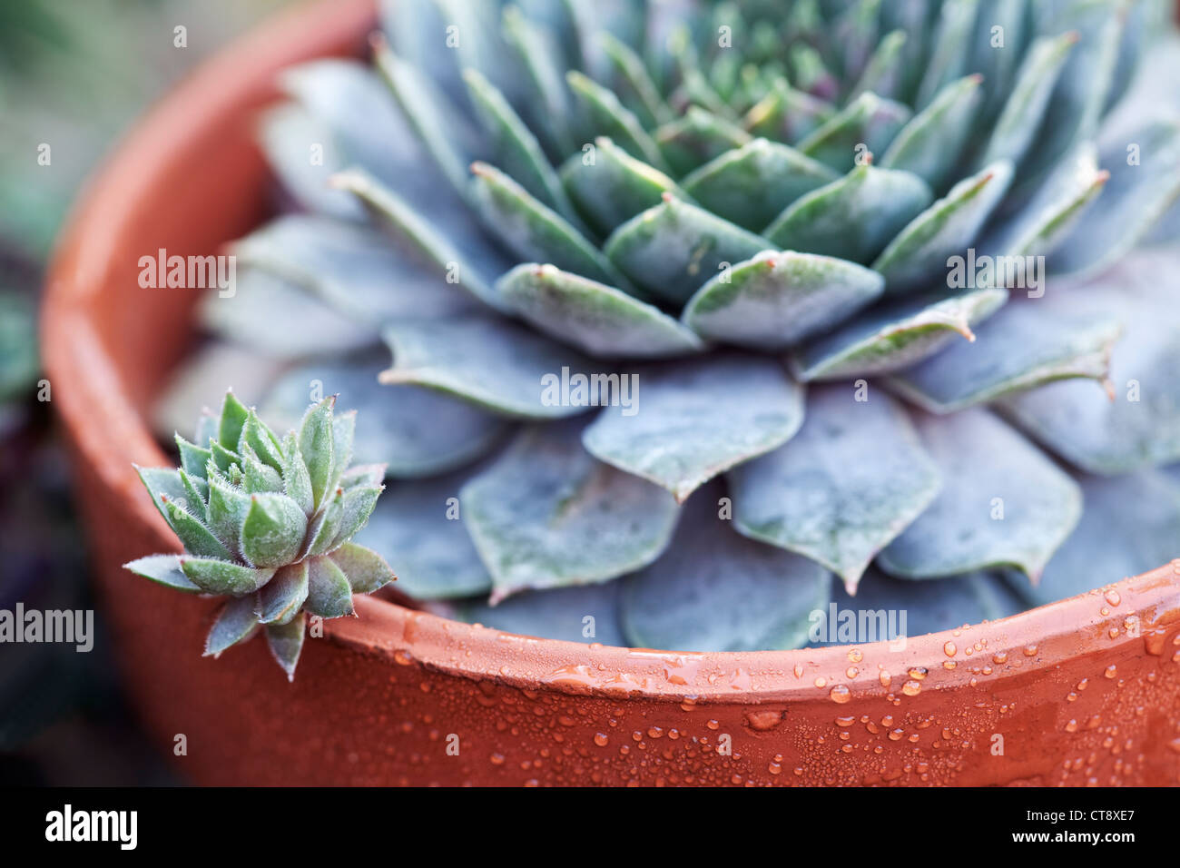 Sempervivum container hi-res stock photography and images - Alamy