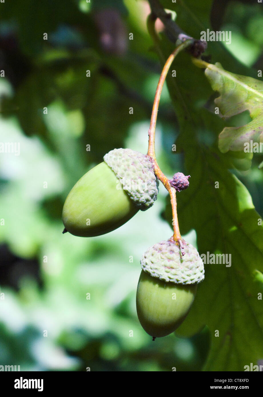 Quercus acorn hi-res stock photography and images - Alamy