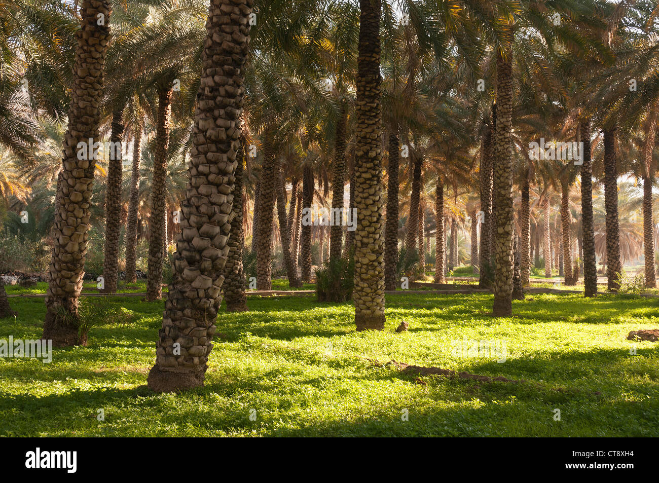 Date palms oman hi-res stock photography and images - Alamy
