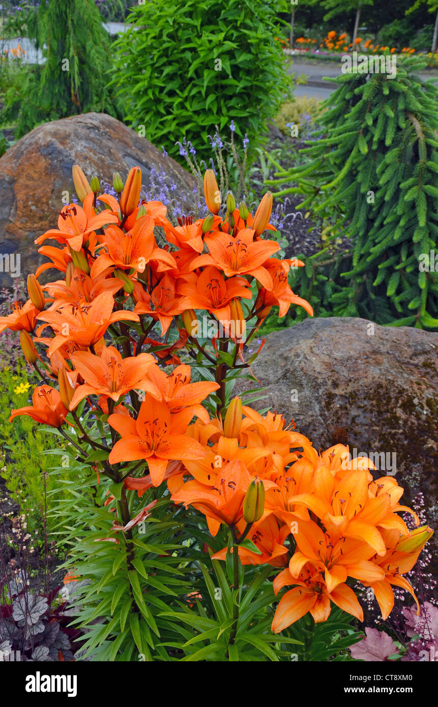 Fragrant orange lily garden in full bloom Stock Photo - Alamy