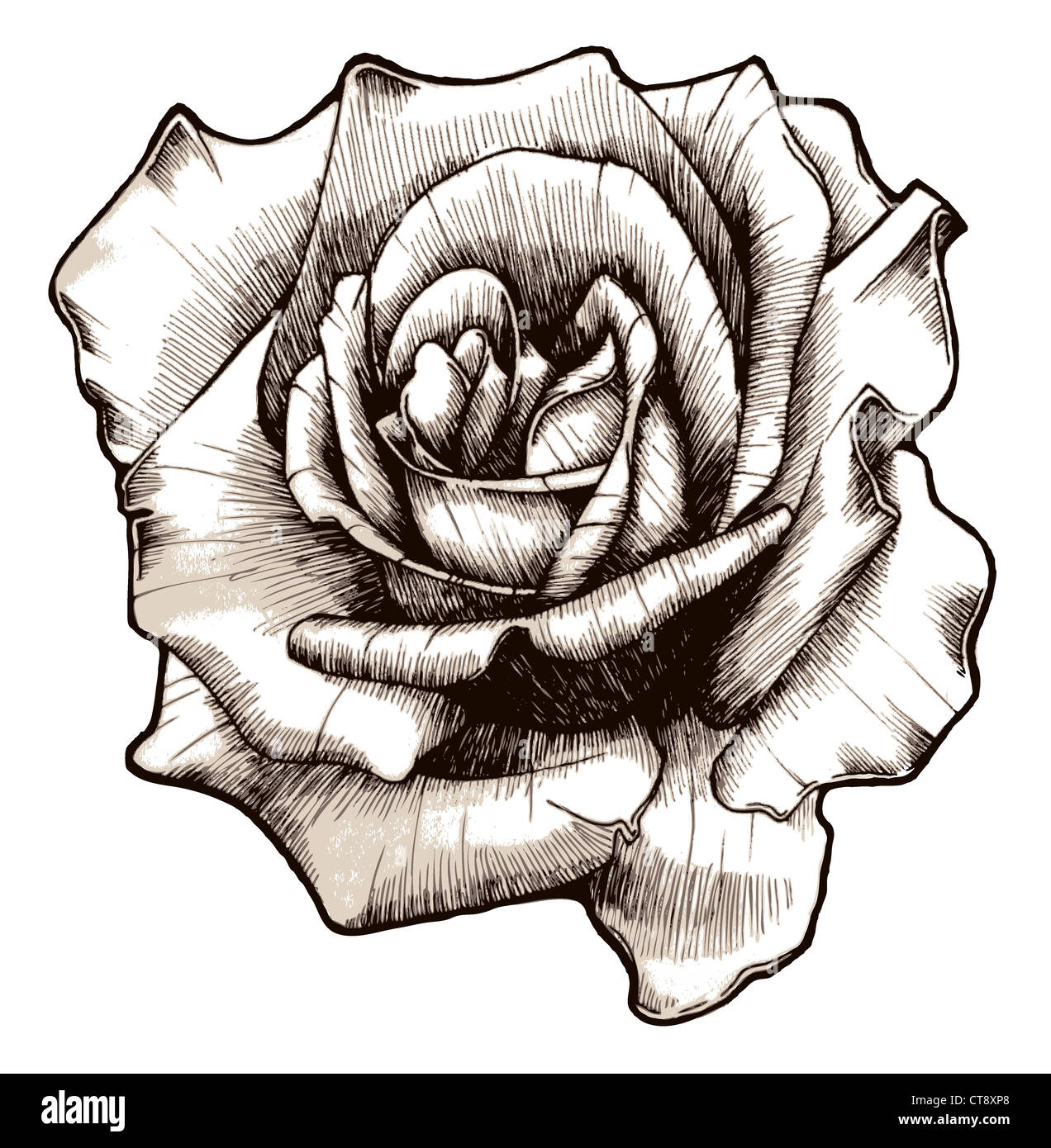 Rose vector hi-res stock photography and images - Alamy