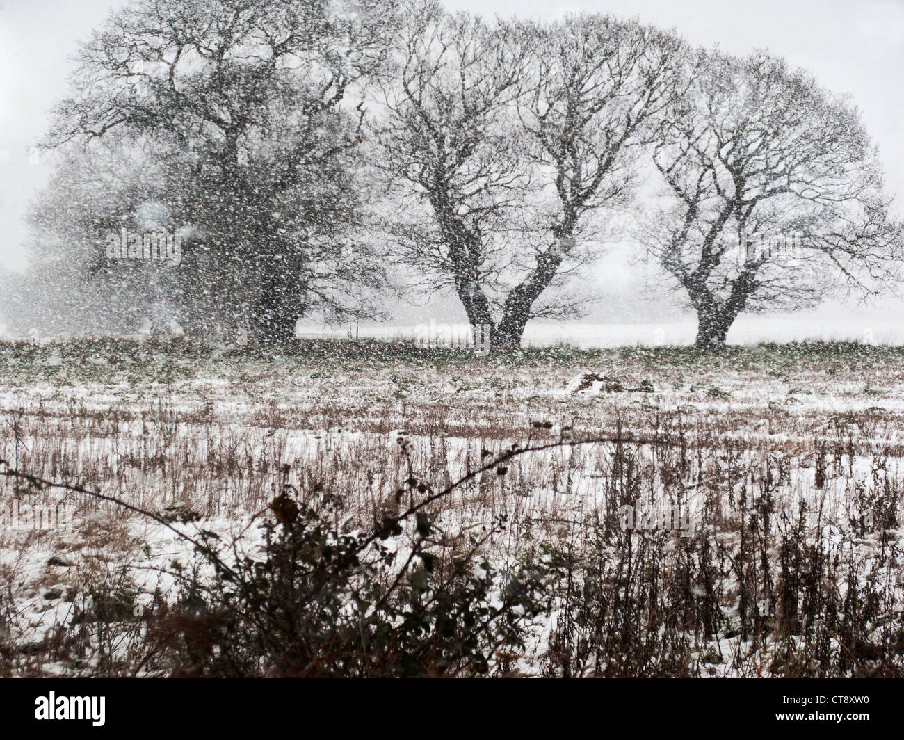 Triple oak hi-res stock photography and images - Alamy