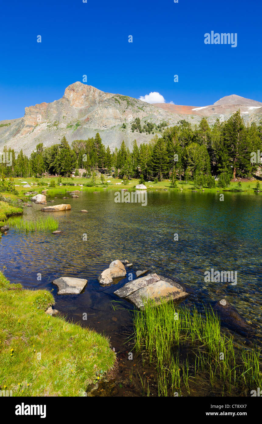 Alpine tarn in Dana Meadows under Mount Dana,Tuolumne Meadows, Yosemite ...