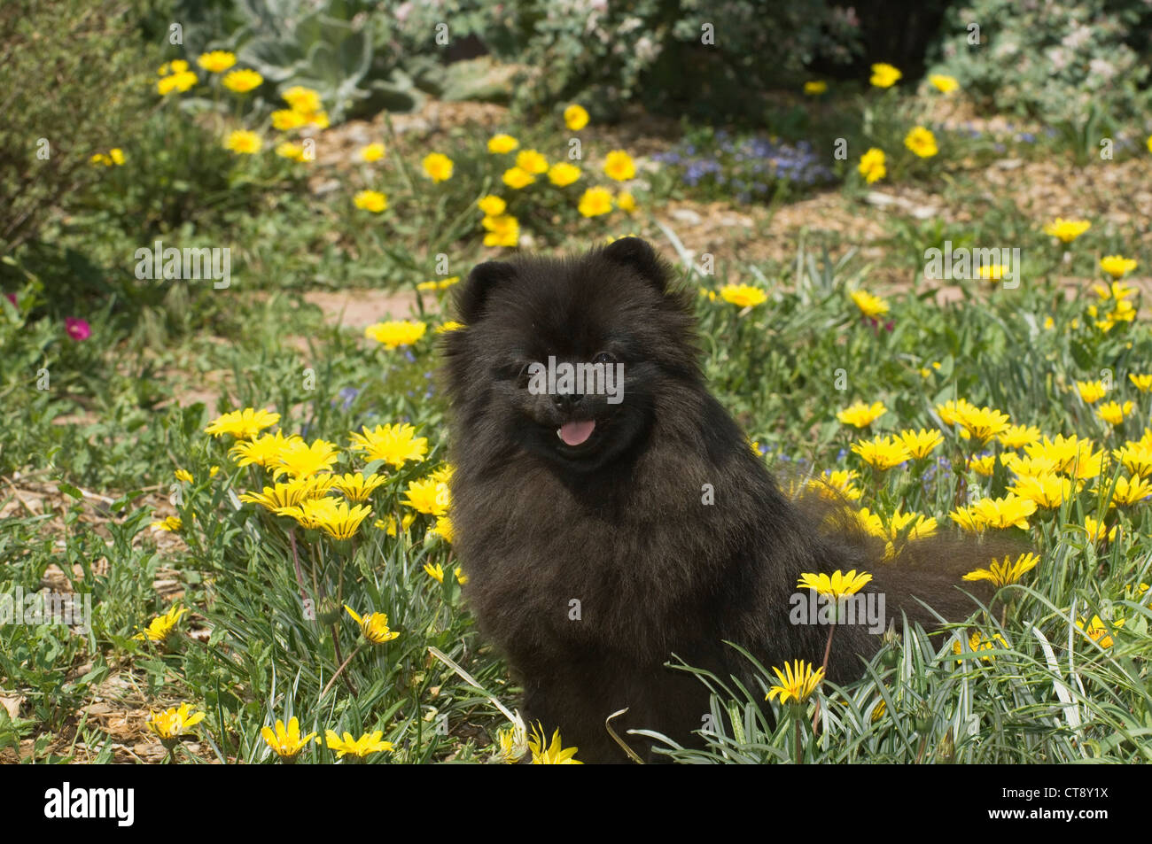 Black Pomeranian Chow Mix