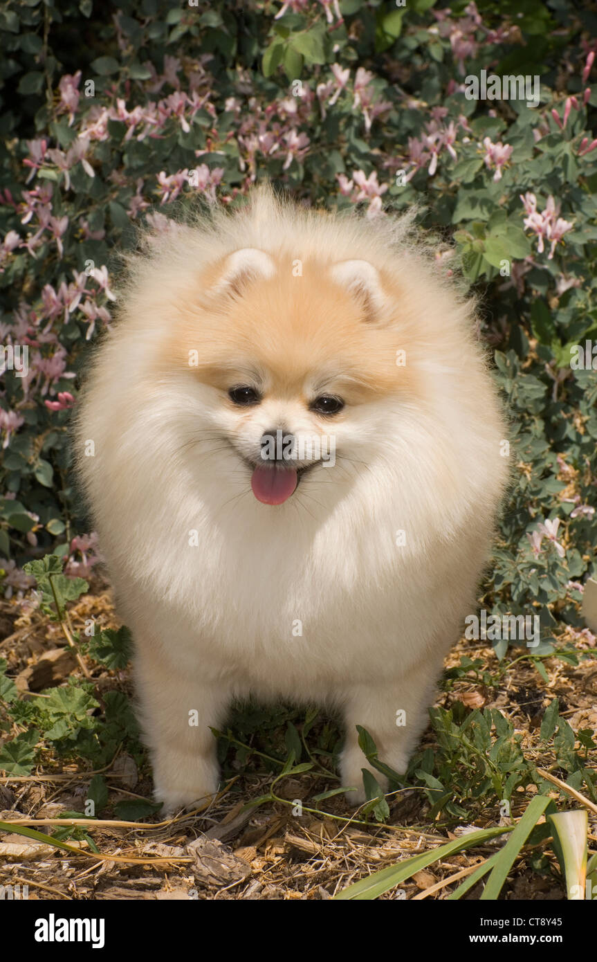 Pomeranian in flowers Stock Photo - Alamy