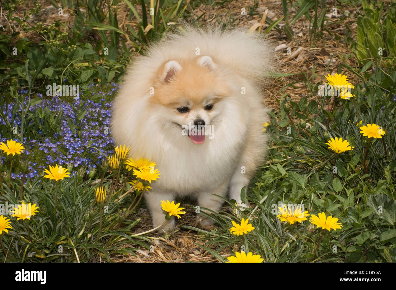 Pomeranian in flowers Stock Photo - Alamy