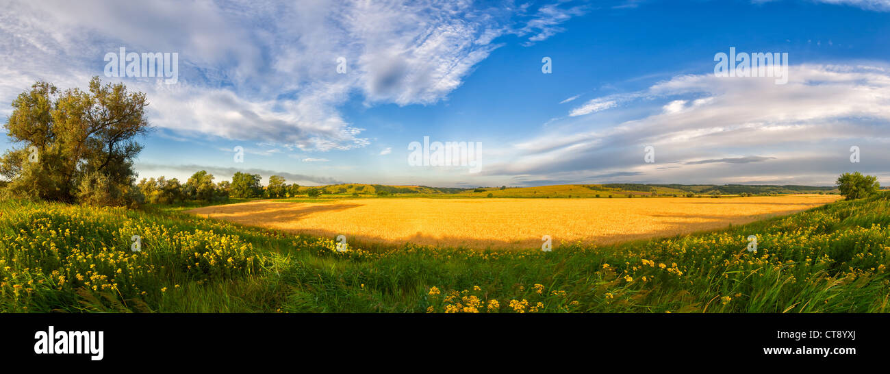 Panorama of a big summer field shined with the sun, with clouds in the ...