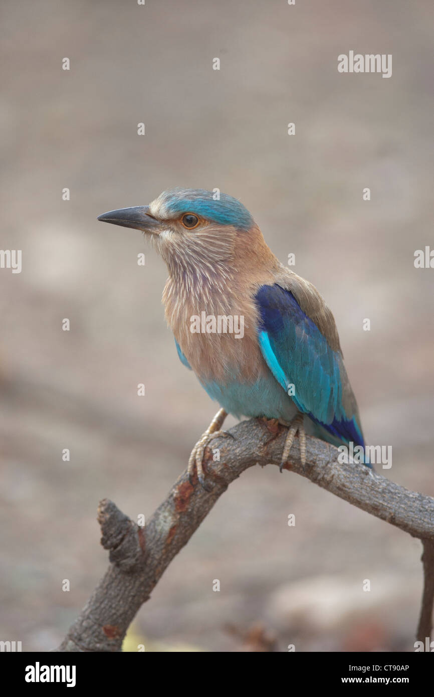 The proud Indian Roller state bird of Karnataka perched at Pench Tiger ...