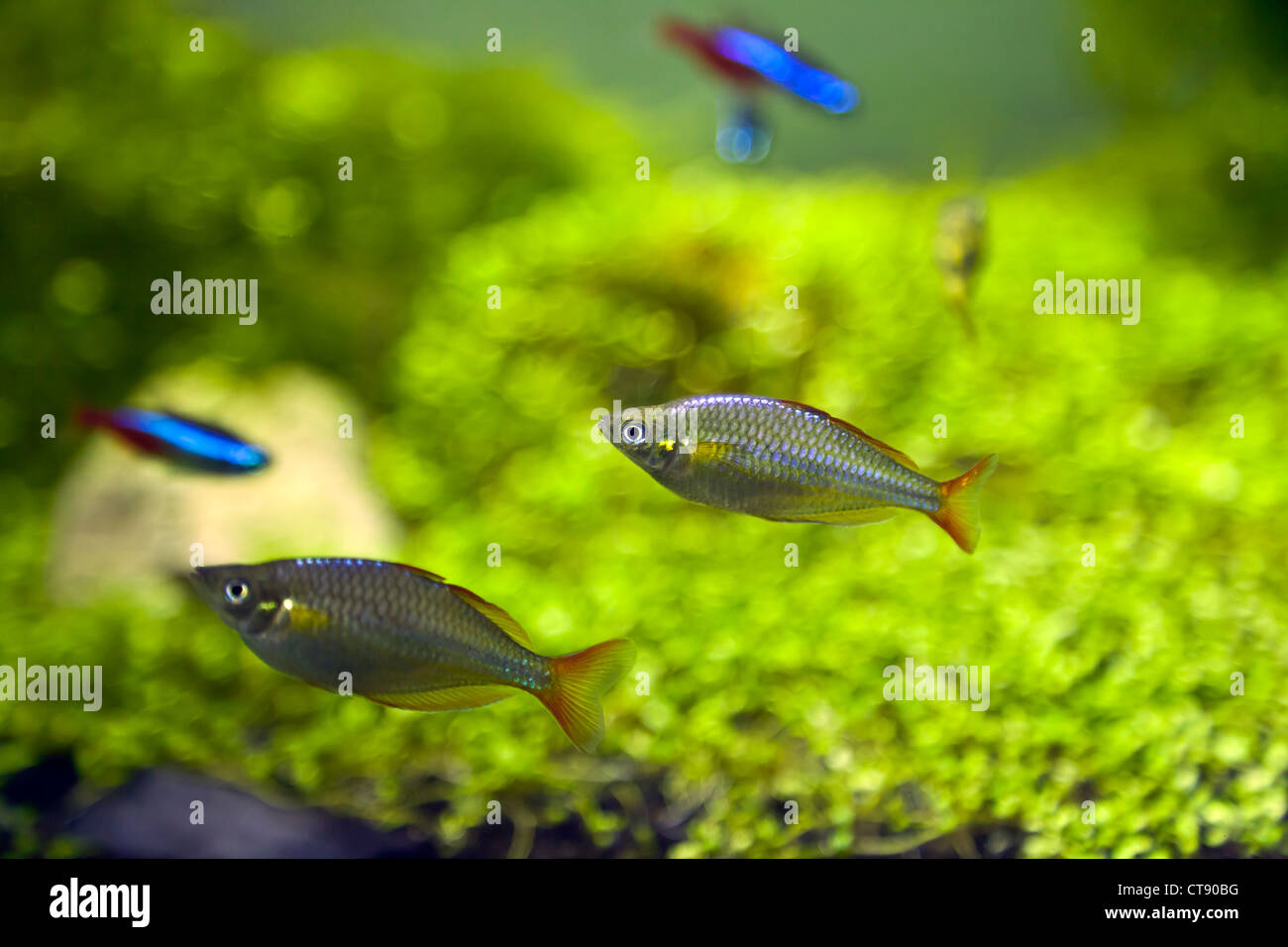 Boeseman's Rainbowfish Melanotaenia boesemani Stock Photo - Alamy