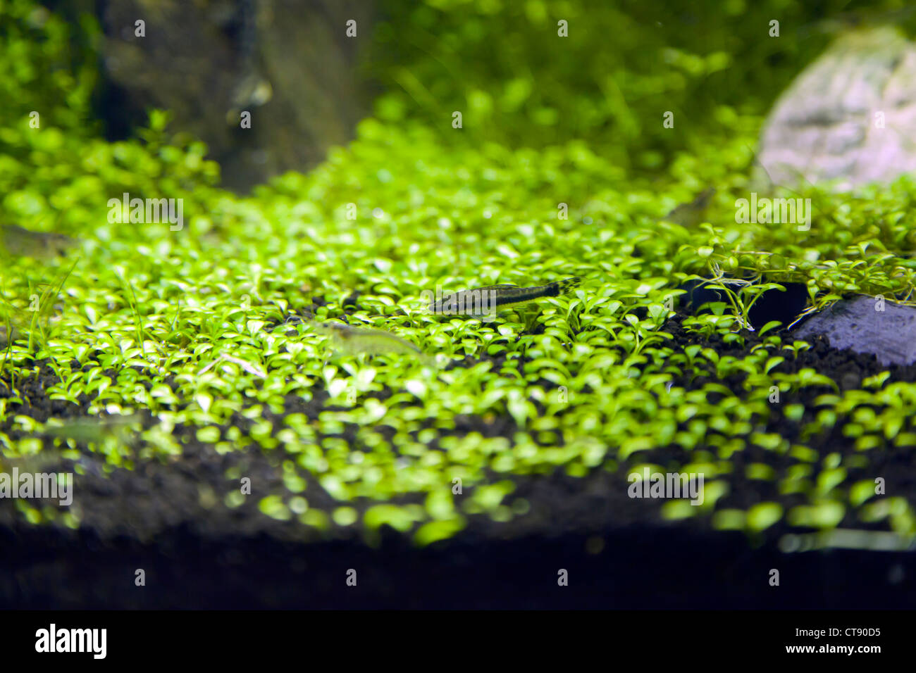 Otocinclus catfish hi-res stock photography and images - Alamy