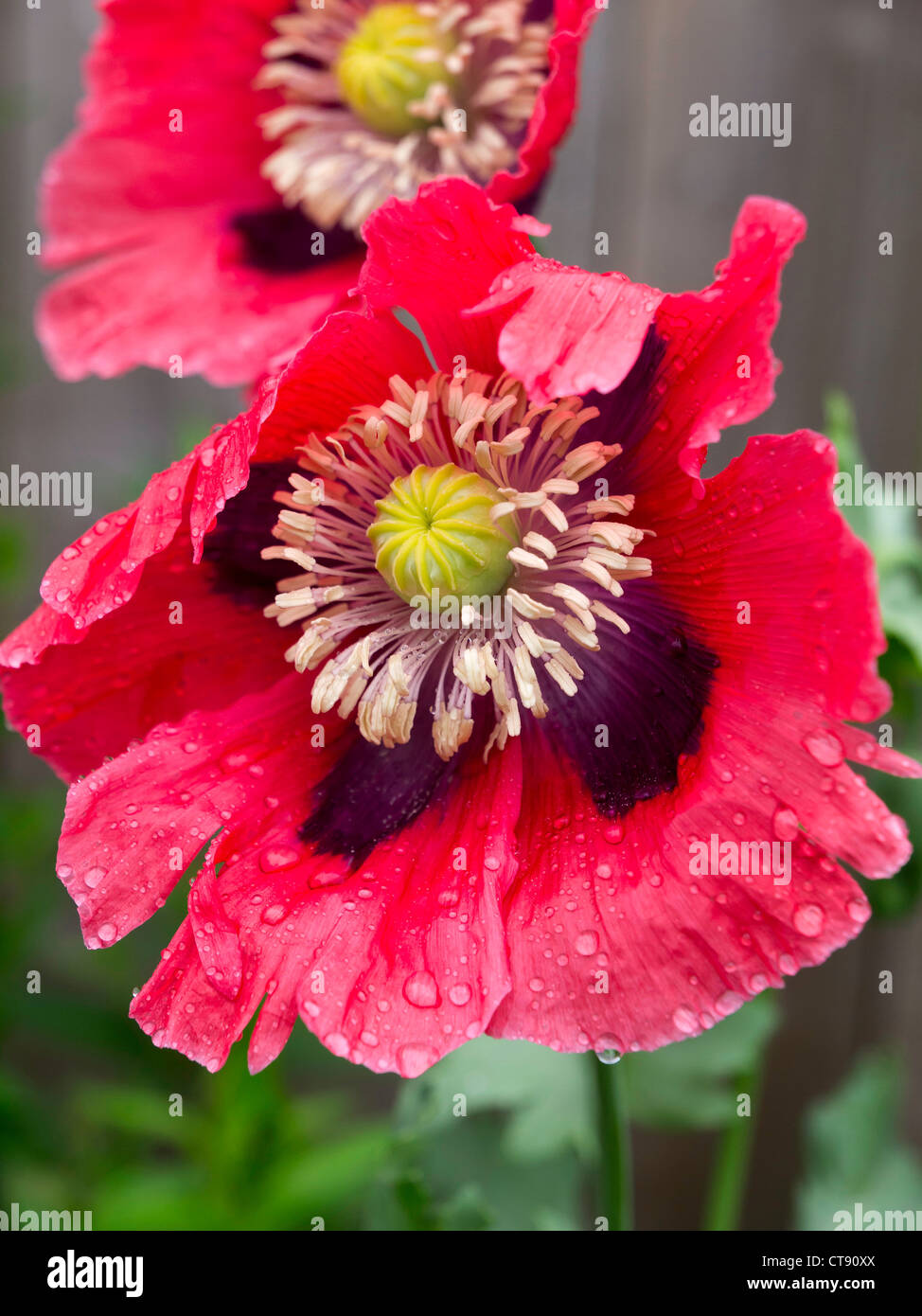 A red opium poppy Papaver somniferum grown in an urban garden for ...