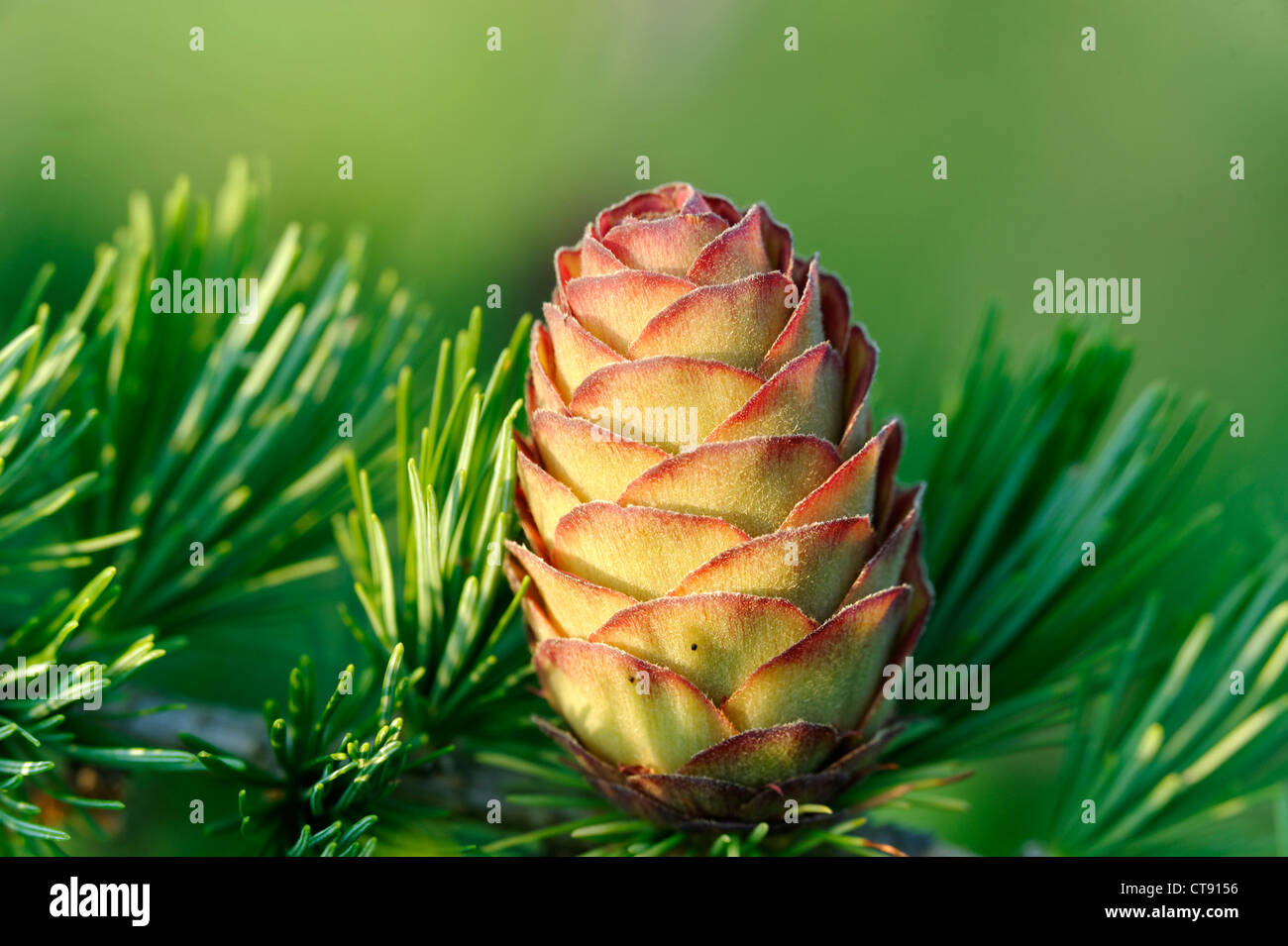 Strobilus hi-res stock photography and images - Alamy