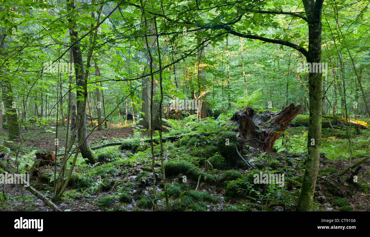 Ferns forest ecosystem hi-res stock photography and images - Alamy