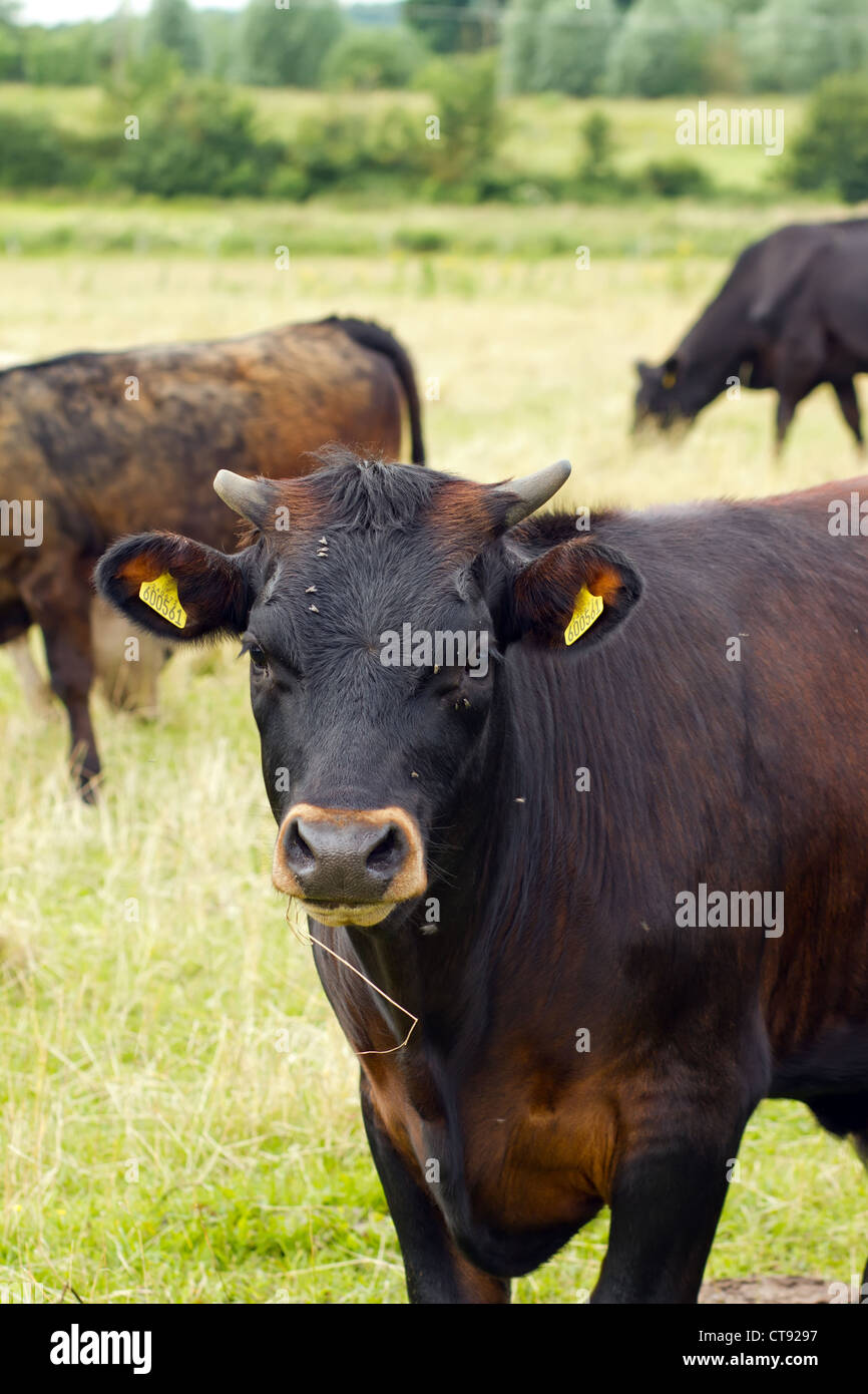 English countryside cattle farmer hi-res stock photography and images ...