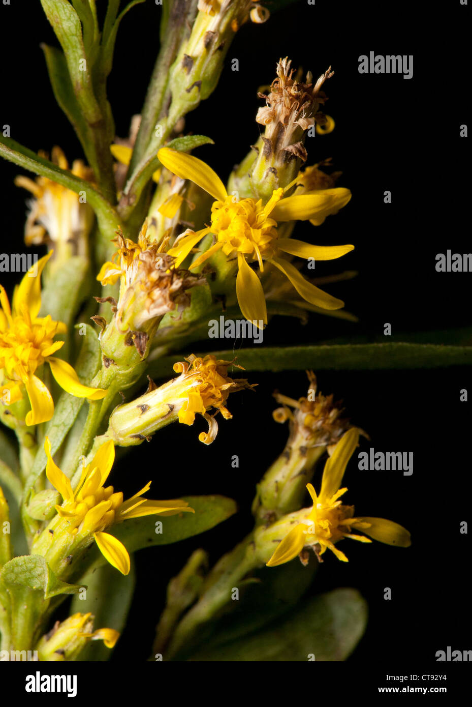 Yellow Ragwort flowers close up against black background Stock Photo ...