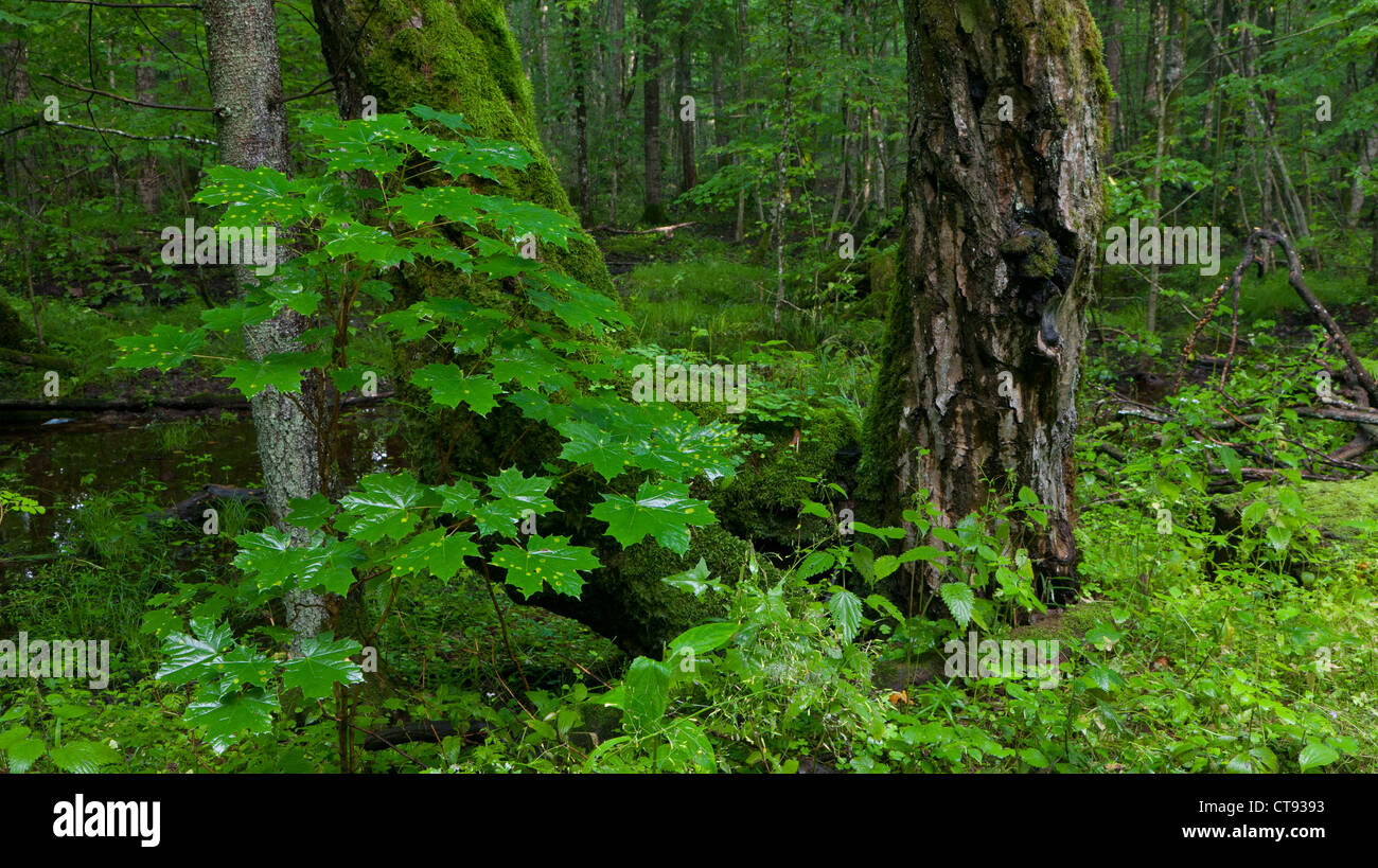 Juvenile maple tree against old moss wrapped trunks just rain after ...