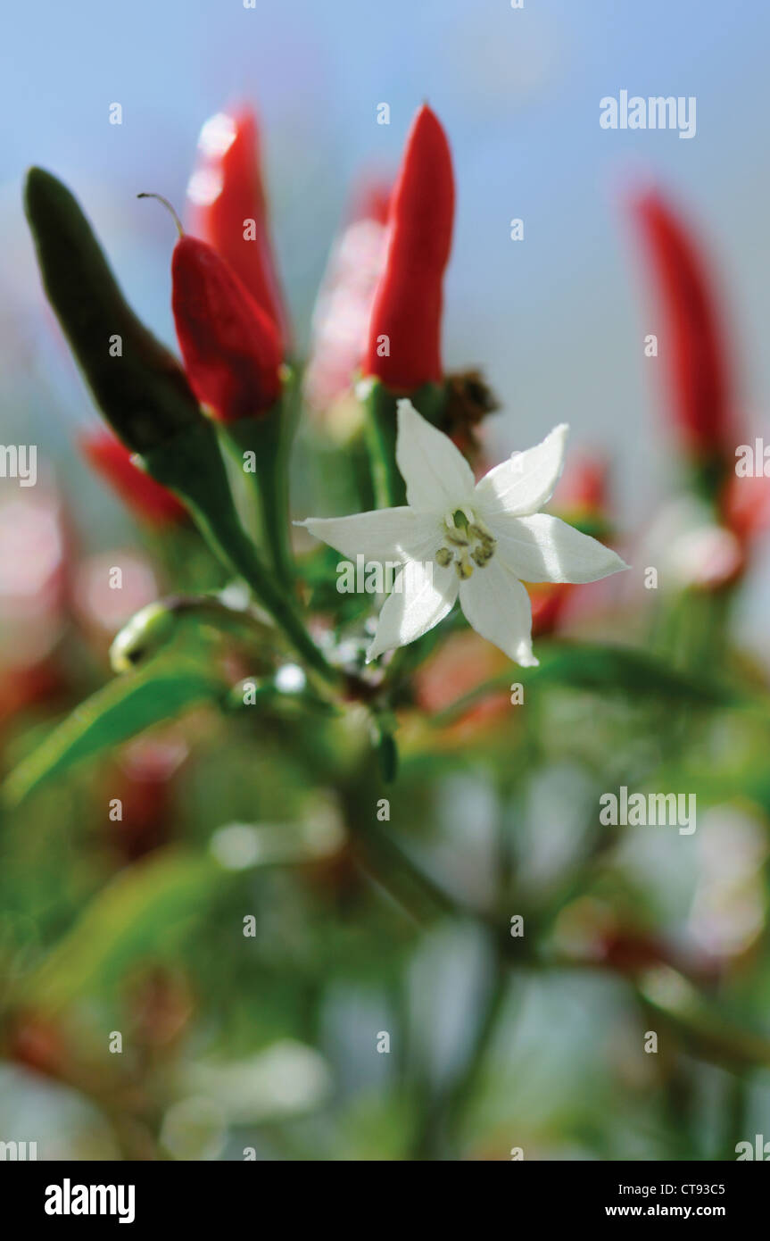 Chilli plant flower fruit hi-res stock photography and images - Alamy