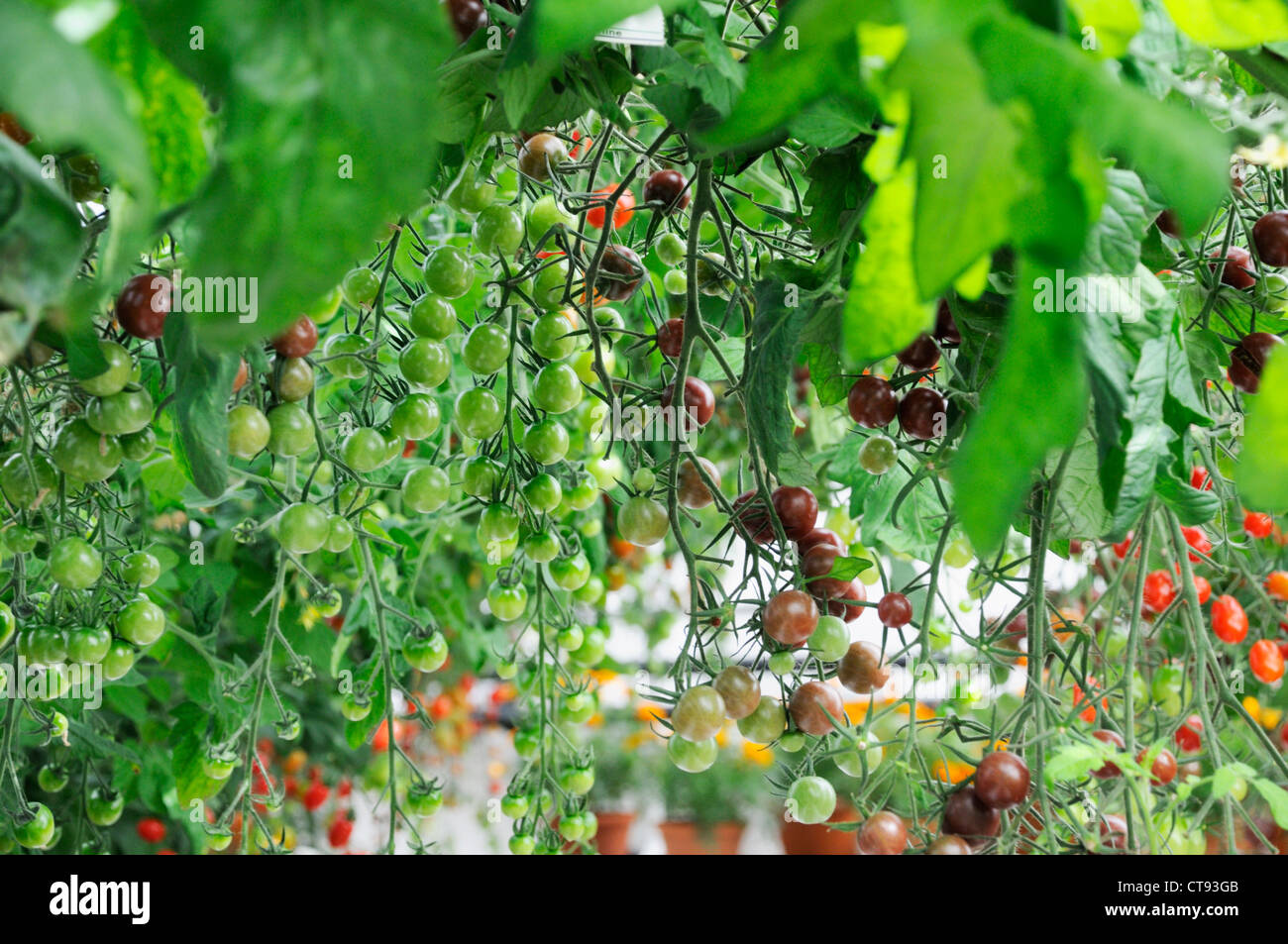 Lycopersicon esculentum, Tomato Stock Photo - Alamy