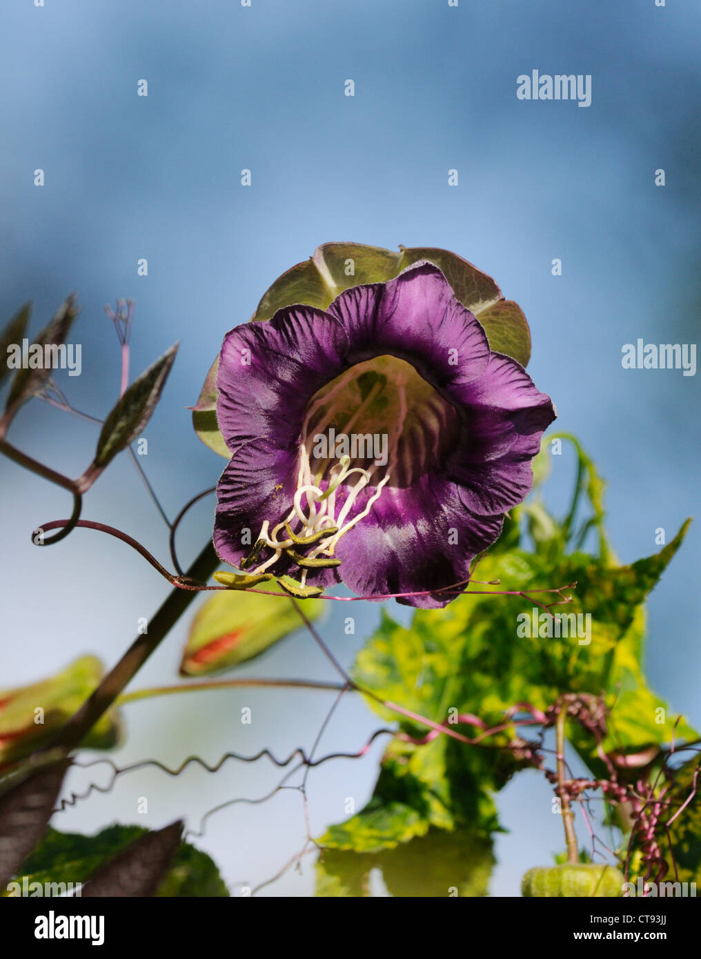 Cobaea scandens, Cup and saucer Stock Photo - Alamy