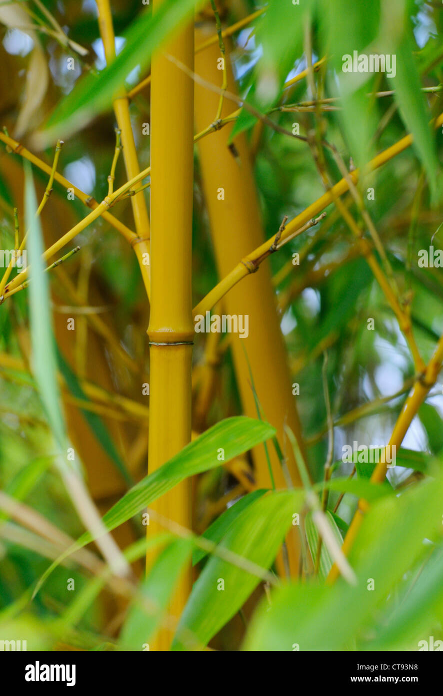Ornamental grasses and bamboo hi-res stock photography and images - Alamy