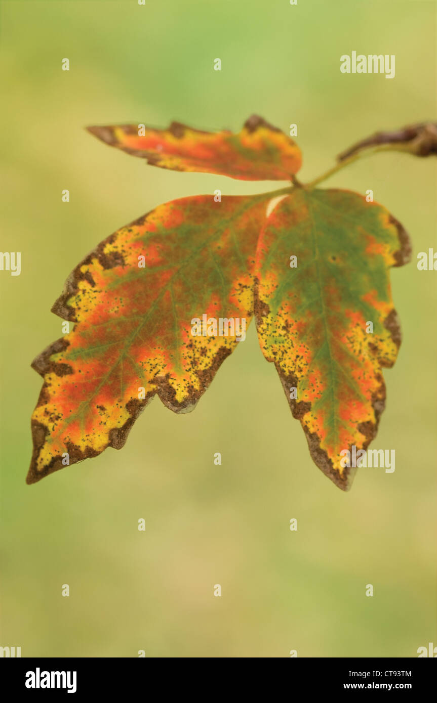Individual single autumn fall leaf hi-res stock photography and images ...