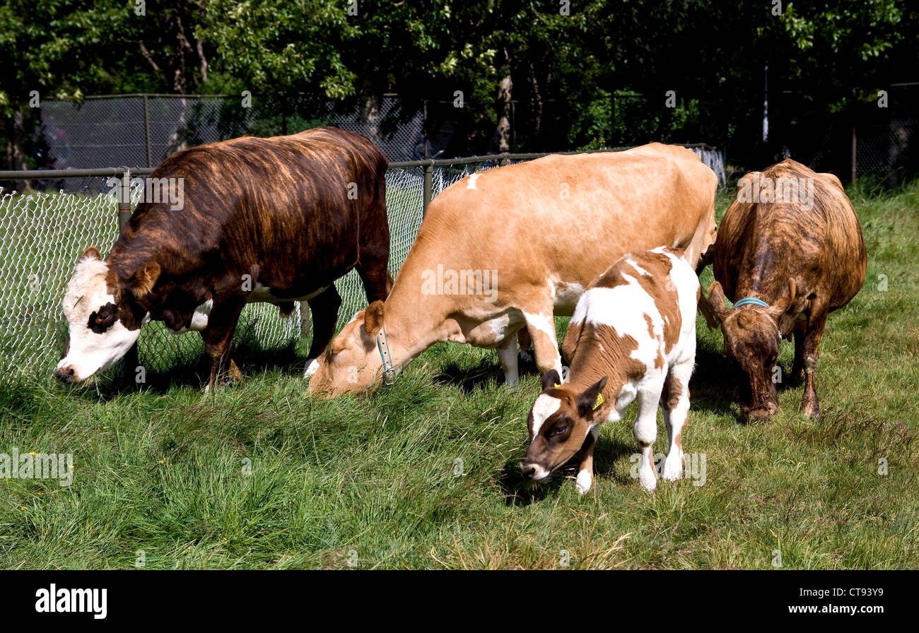Cow ox winter hi-res stock photography and images - Alamy