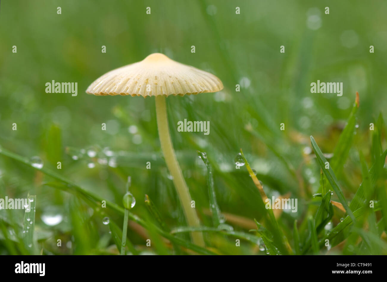 Large toadstool hi-res stock photography and images - Alamy