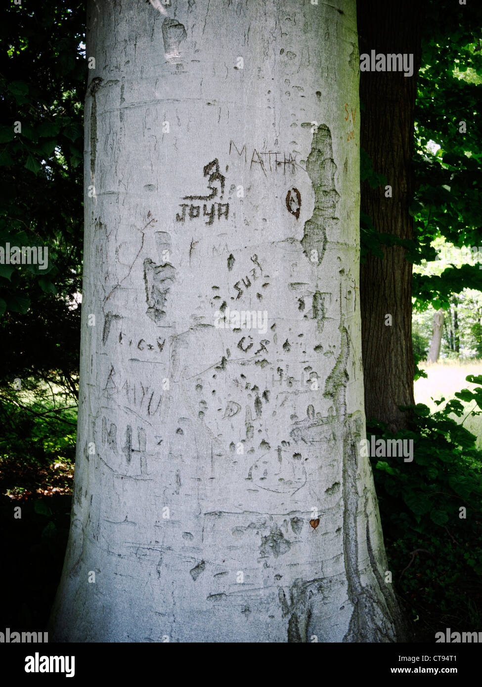 Initials engraved in a tree trunk Stock Photo - Alamy