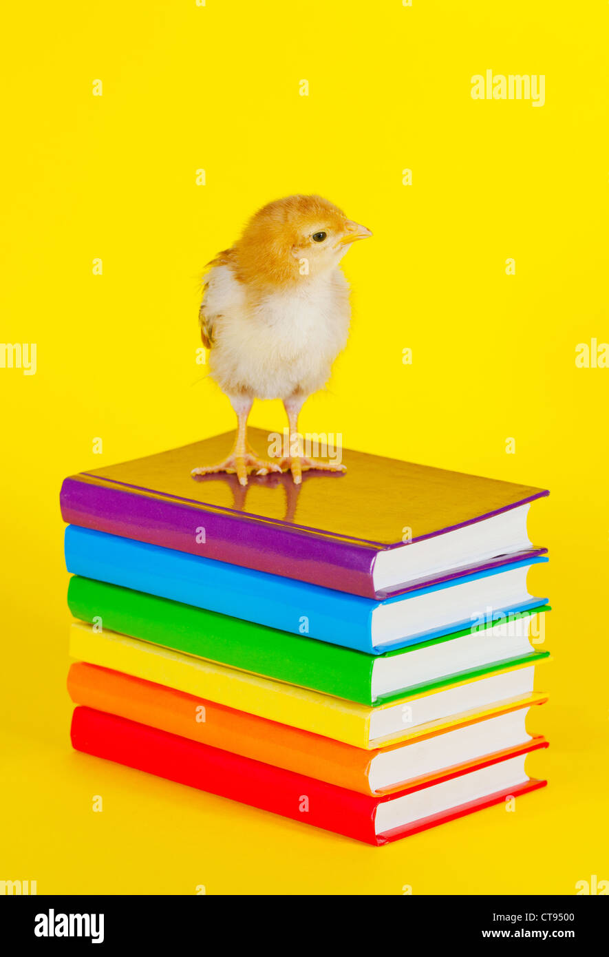 Small baby chicken on a stack of books against yellow background Stock ...
