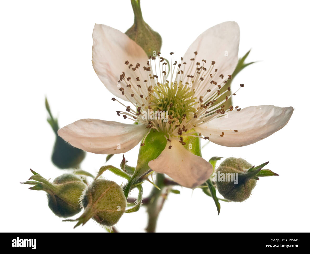 Bramble Rubus fruticosus (Rosaceae) flower head against a white ...