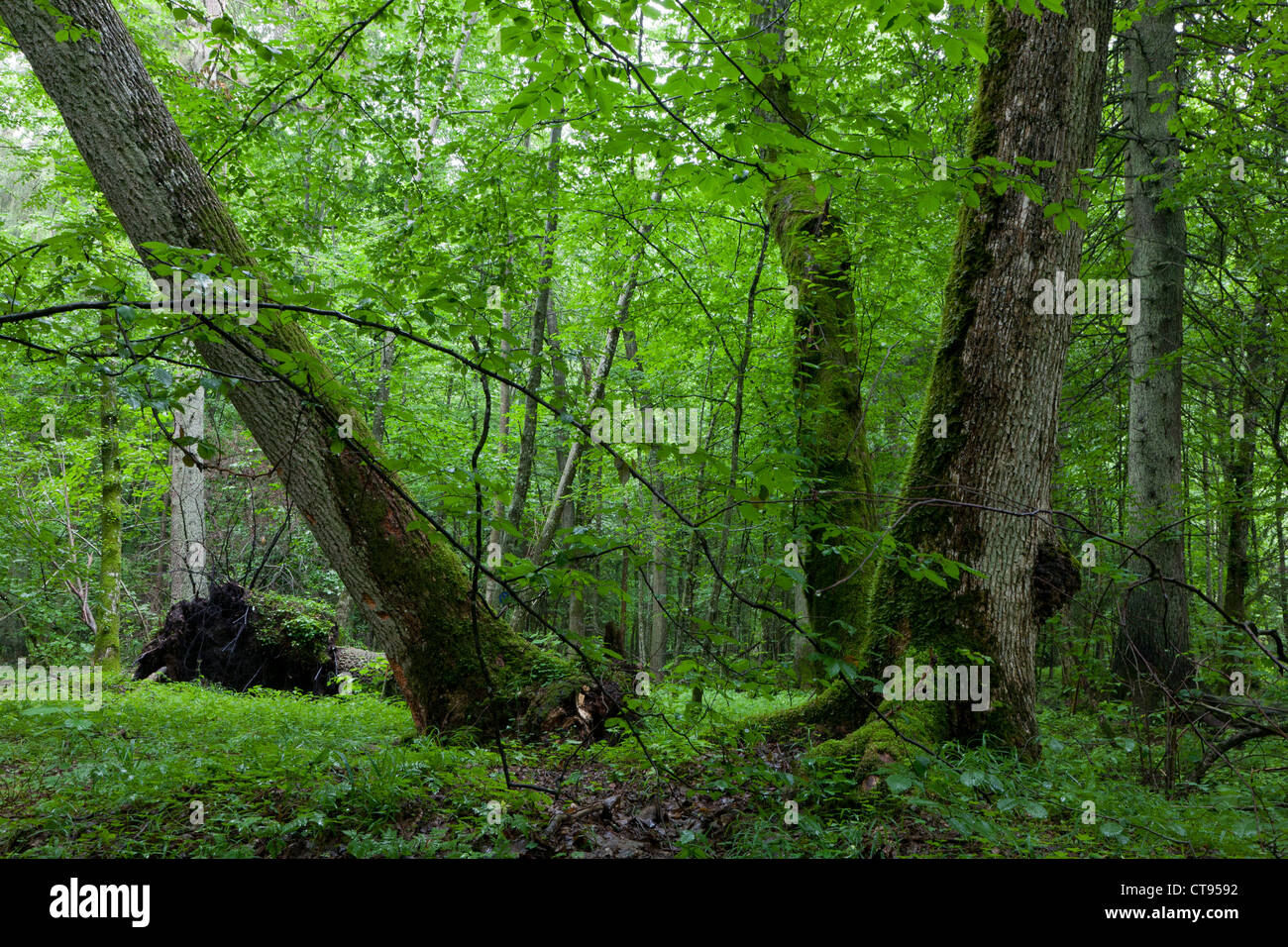 Large old maple tree hi-res stock photography and images - Alamy