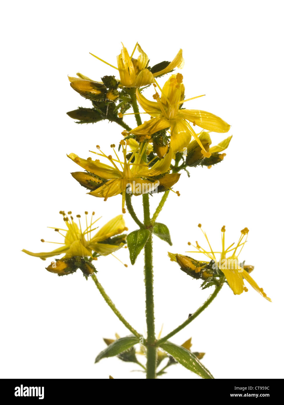 Hairy St John's-wort Hypericum hirsutum (Clusiaceae) floer head against ...