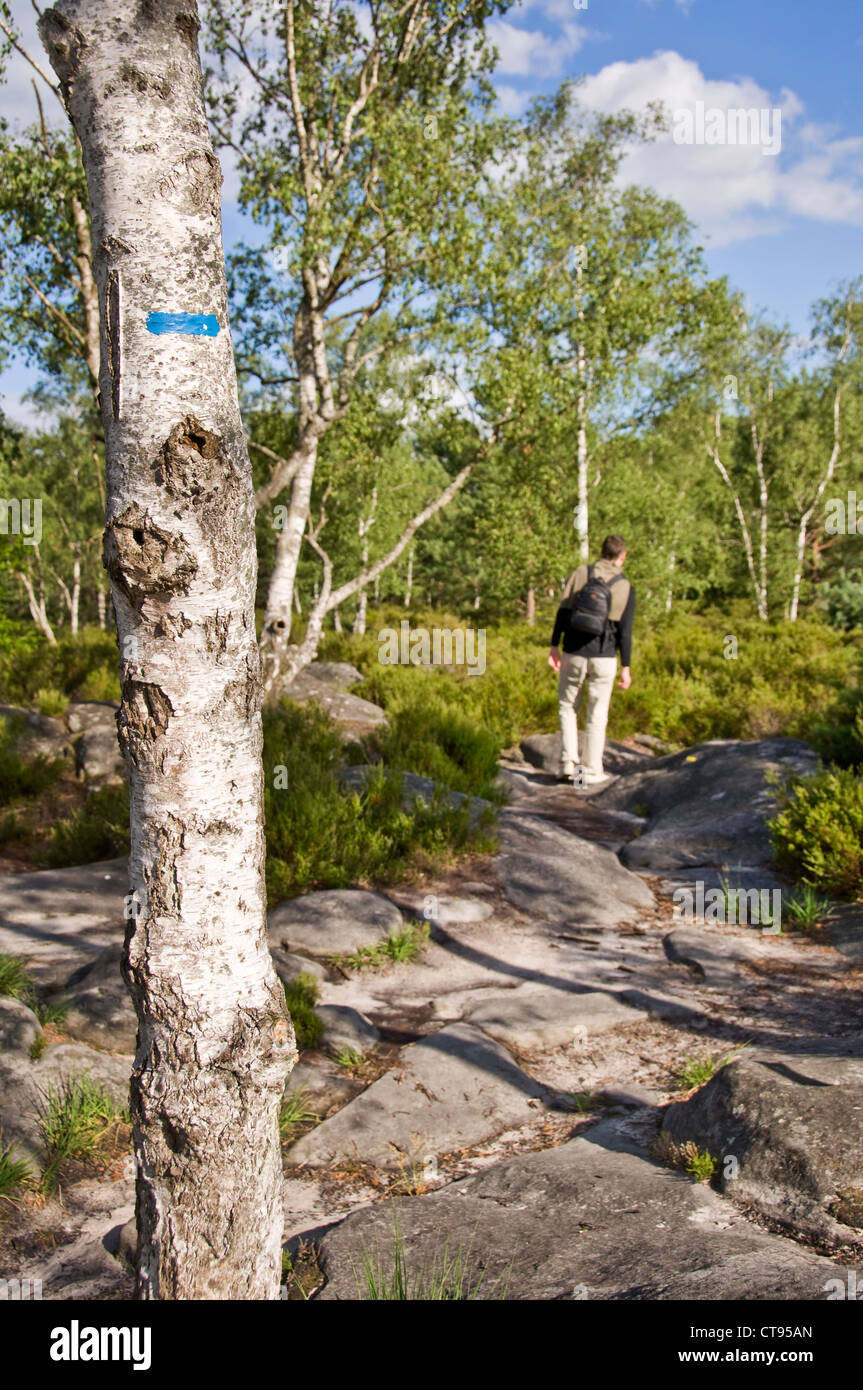 The forest of fontainebleau hi-res stock photography and images - Alamy