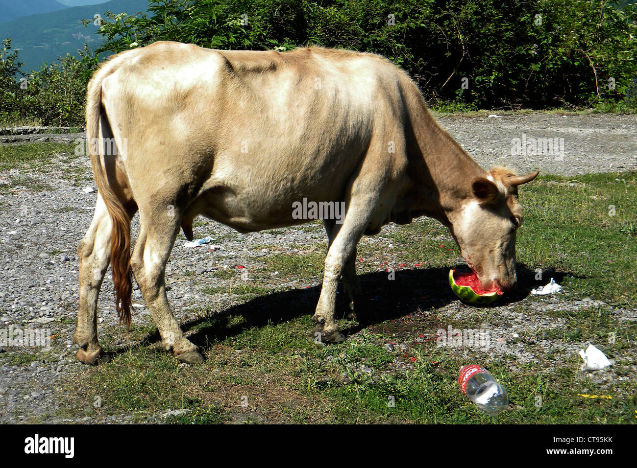 Georgia, Uplistikhe, cow Stock Photo - Alamy