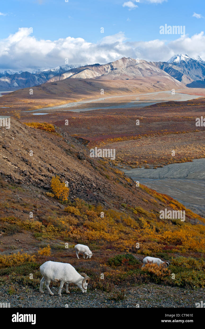 Denali mountain wildlife hi-res stock photography and images - Alamy