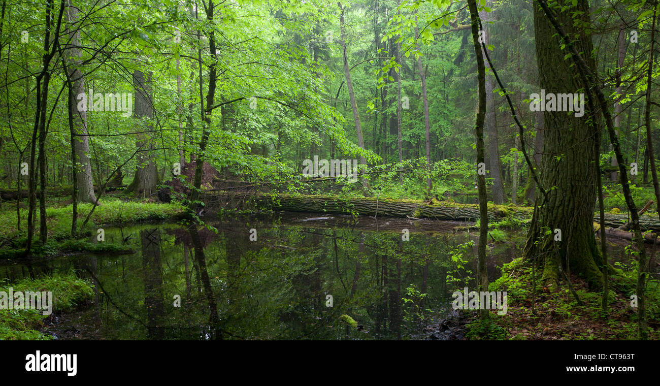 Water oak tree hi-res stock photography and images - Alamy