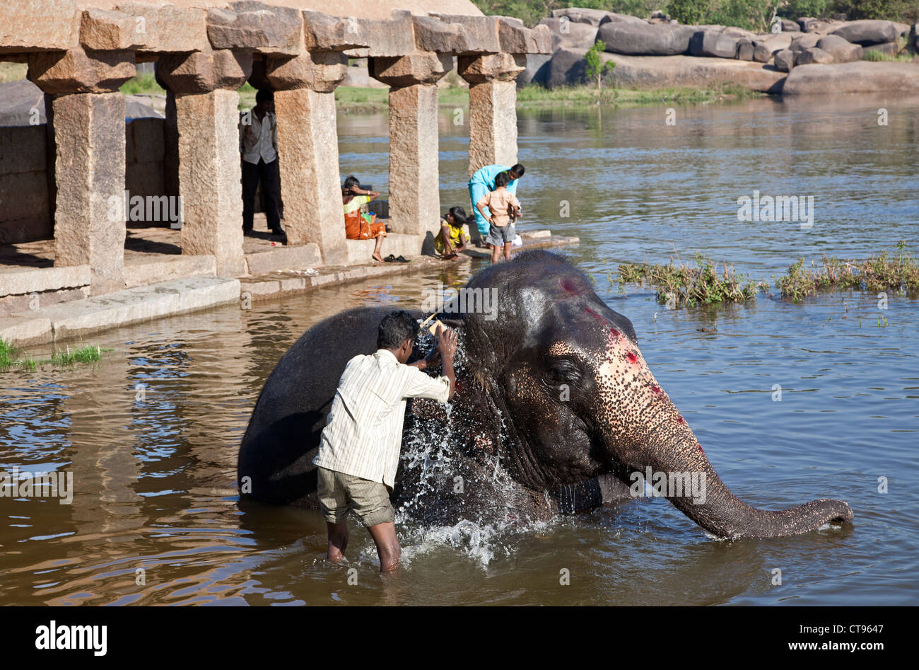 Mahout (elephant trainer) washing an elephant. Tungabhadra river. Hampi ...