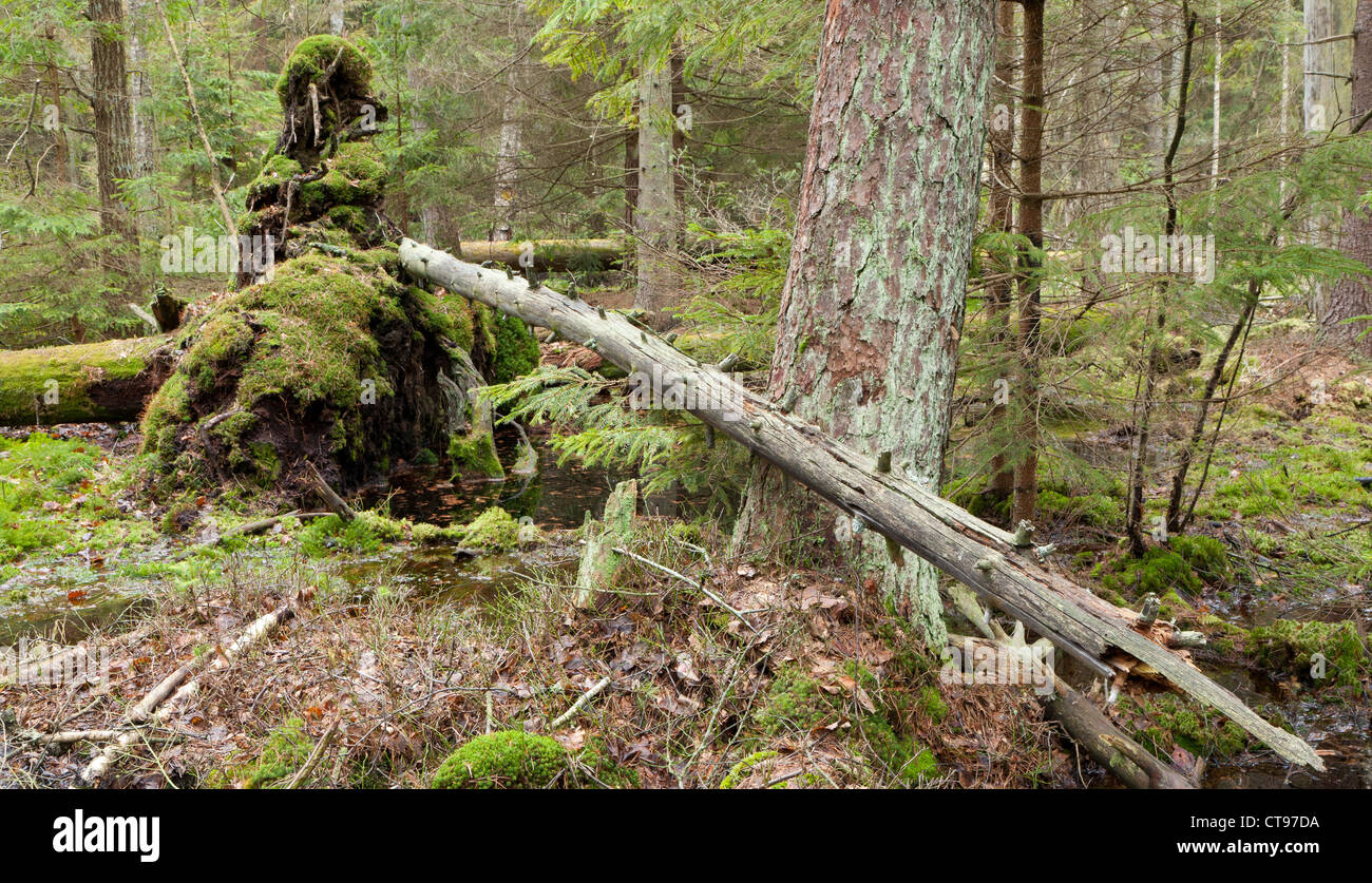 Broken tree roots partly declined inside coniferous stand with water ...