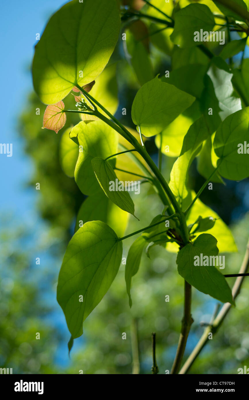 Summer Sun Shining through Leaves on a Tree Stock Photo - Alamy
