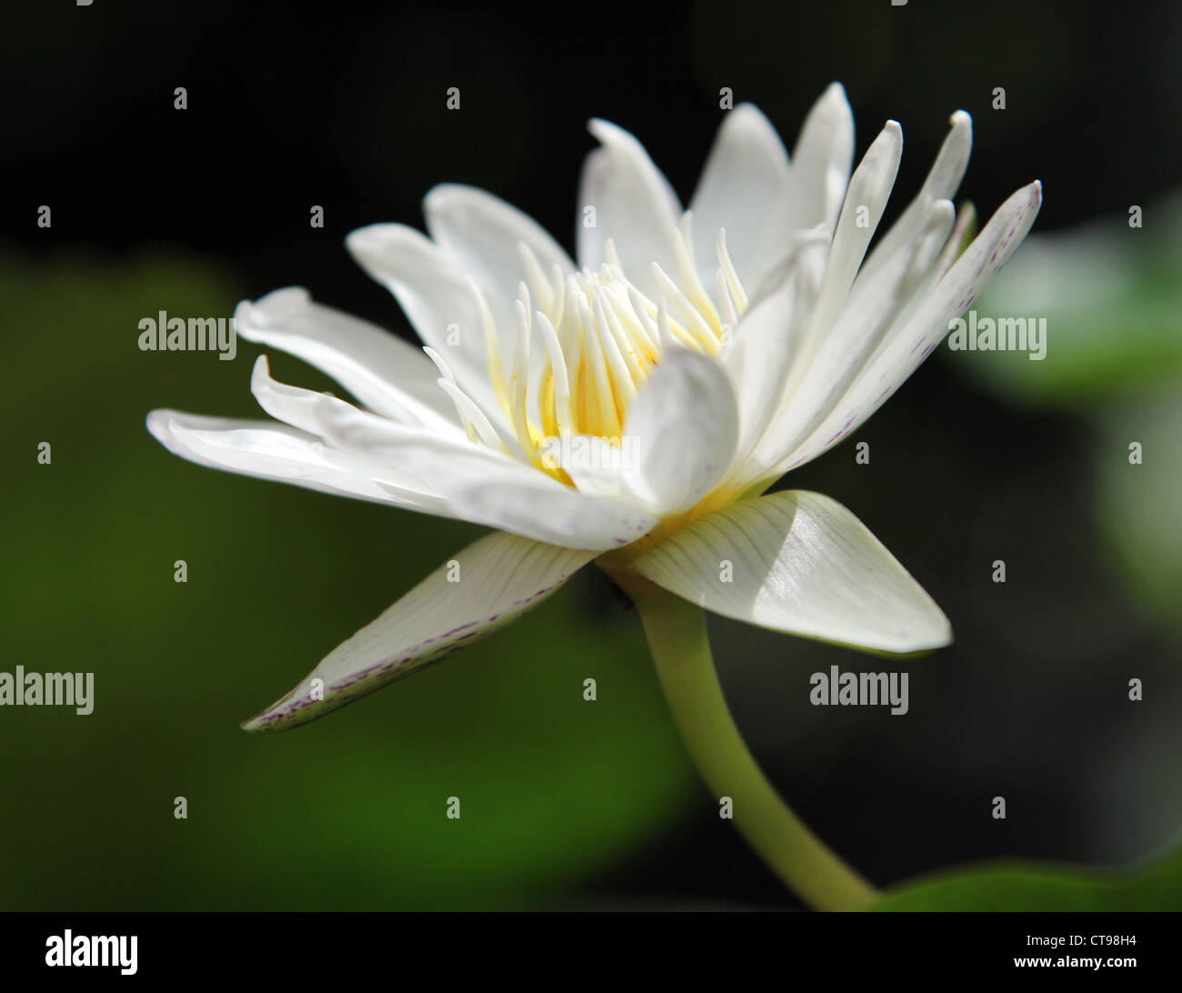 Closeup image of blooming white lotus flower in water Stock Photo - Alamy