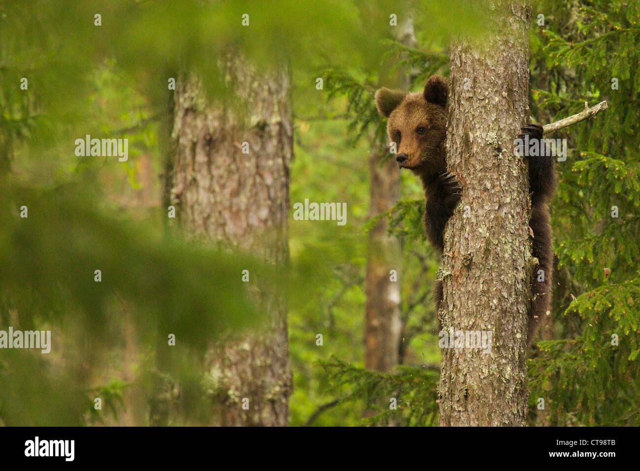 Brown bear climbing tree hi-res stock photography and images - Alamy