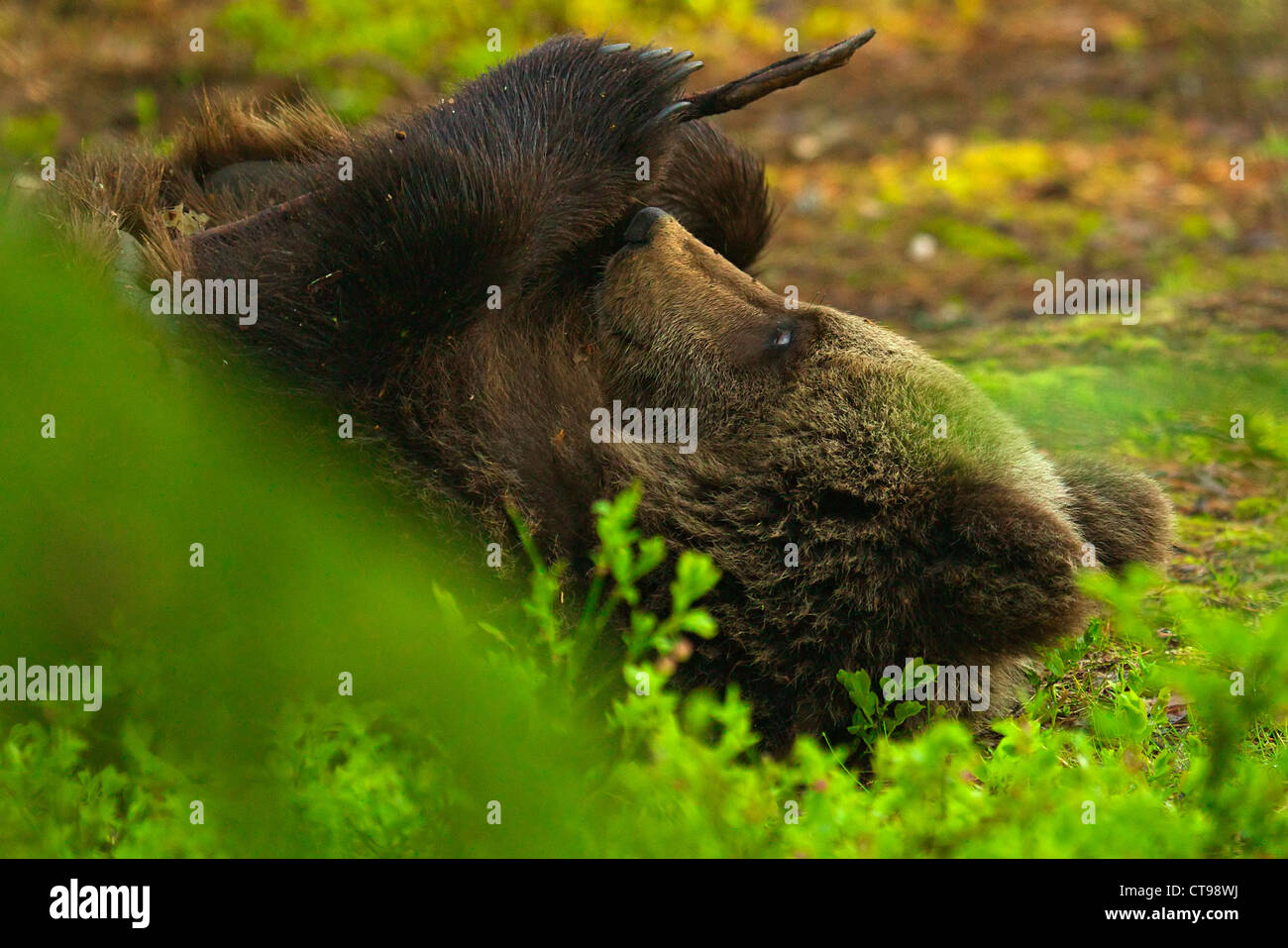 Brown bear lying on back hi-res stock photography and images - Alamy