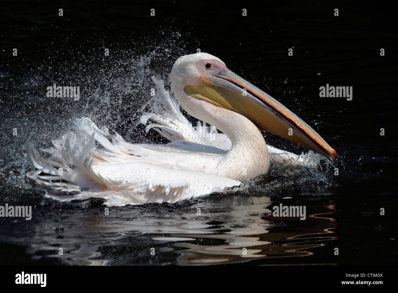 White pelican splashing about in the water Stock Photo - Alamy